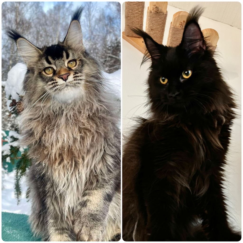 Kittens - Criss Castle Maine Coons